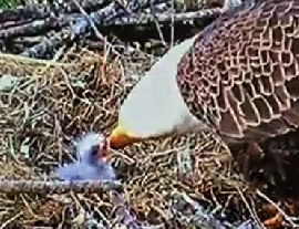 Eagle Camera